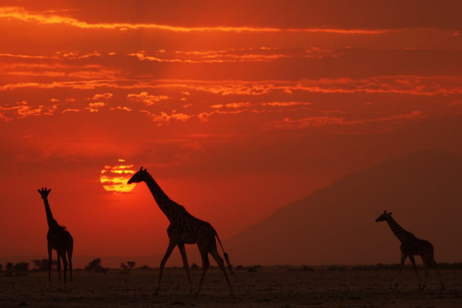 25 Best Things To Do In Kenya: A Bucket List For Adventure Seekers - Framey